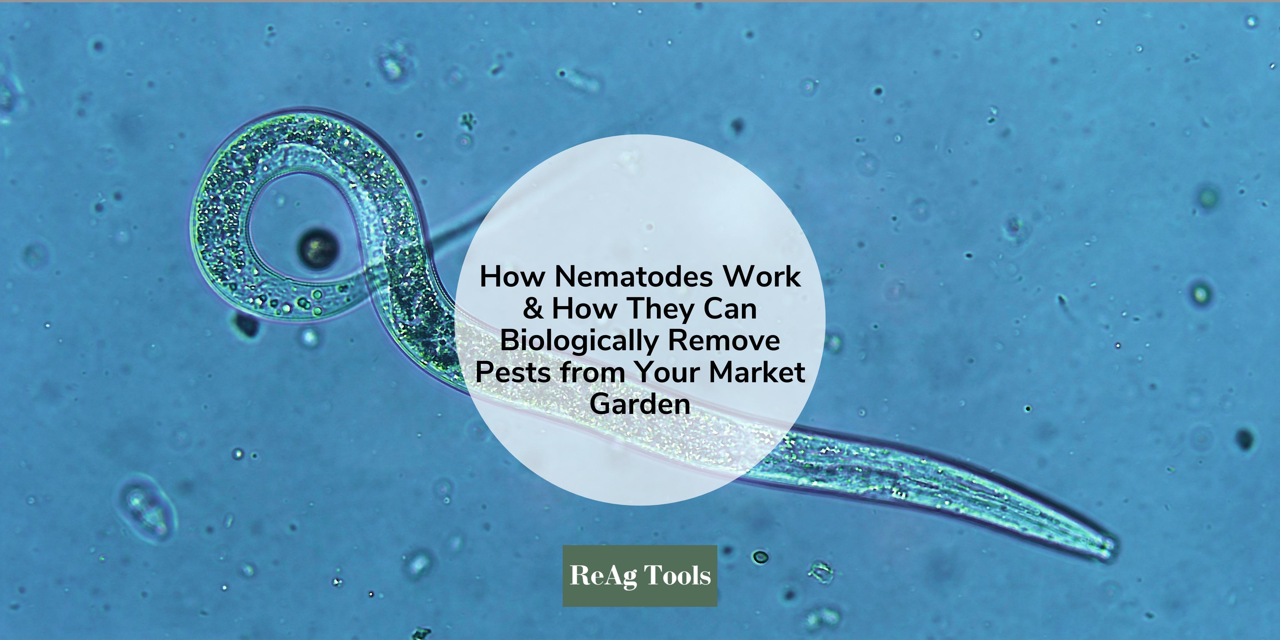 How Nematodes Work and How They Can Biologically Remove Pests from You