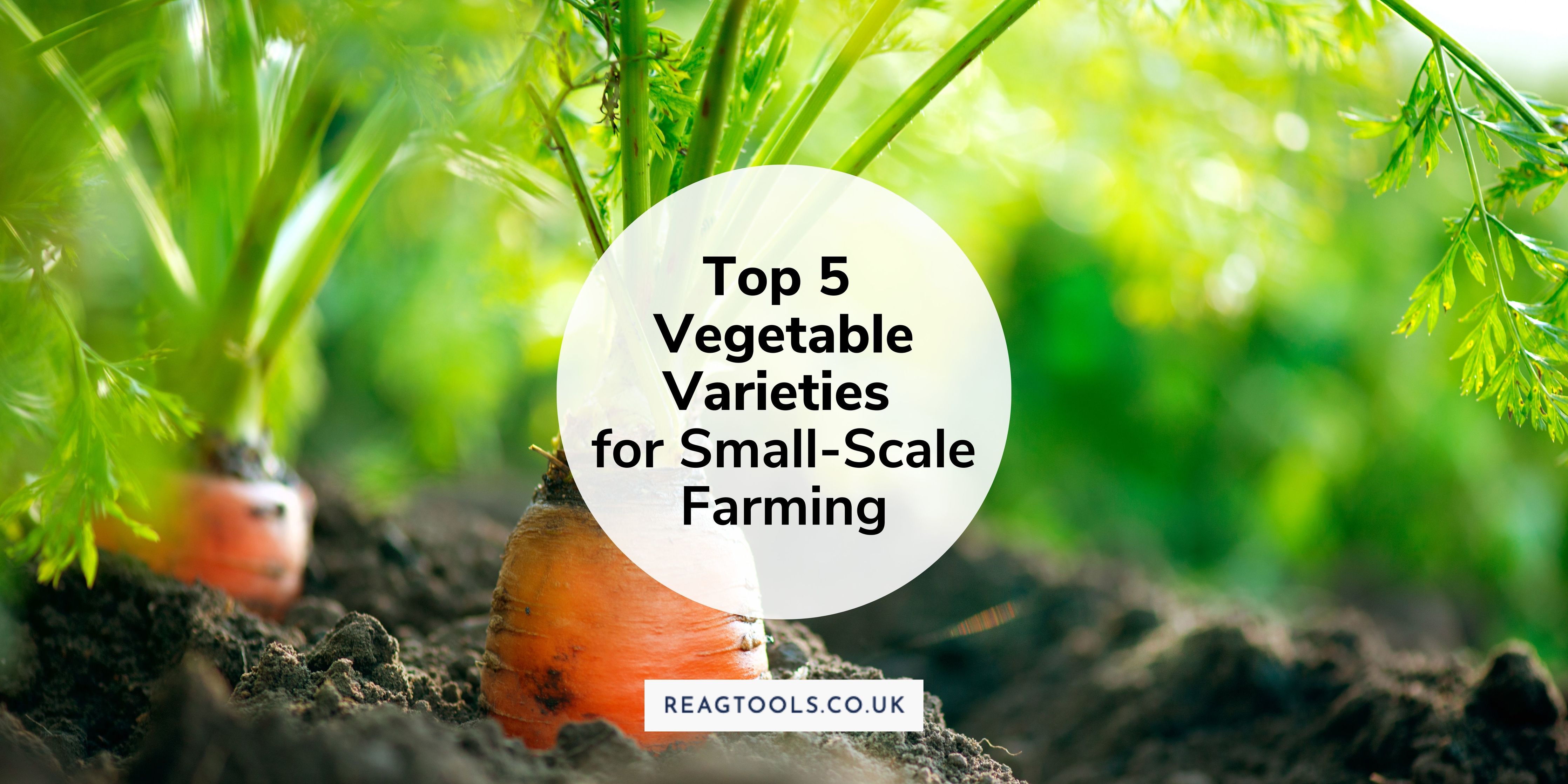 The Top 5 Vegetable Varieties for Small-Scale Farming