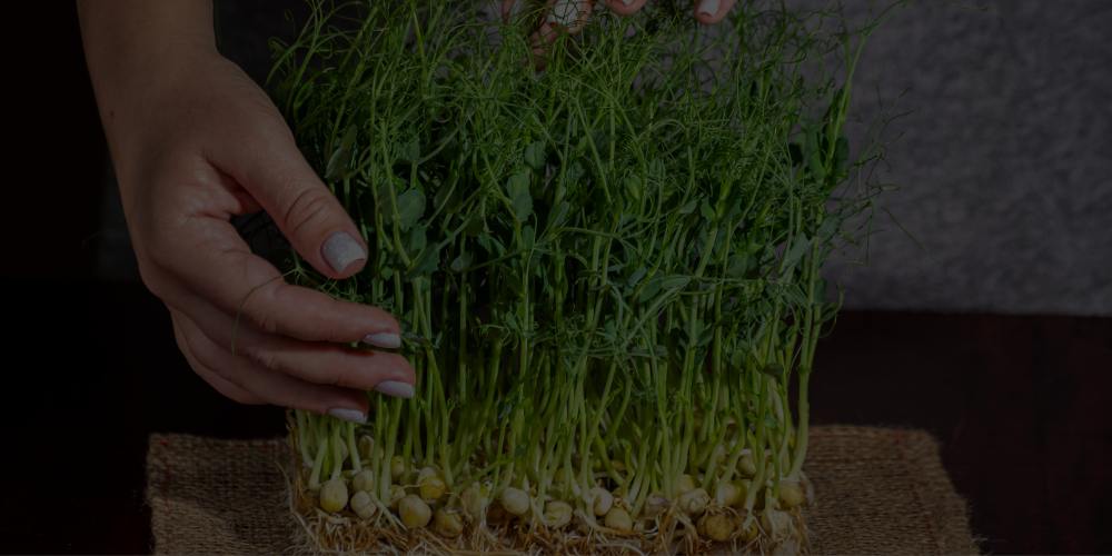 Microgreen Harvest Tools