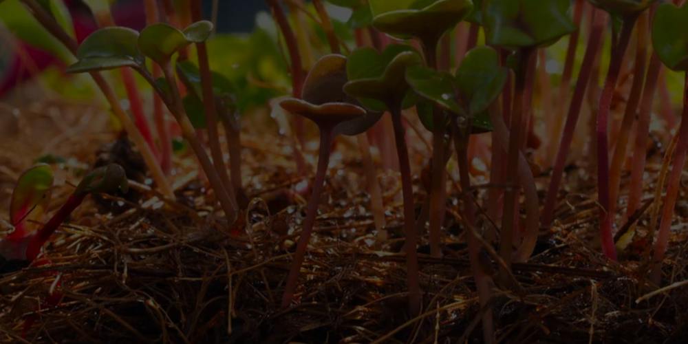 Microgreen Compost & Growing Medium